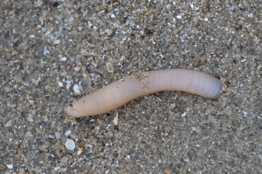 Sipunculus from East, Singapore on December 27, 2023 at 06:13 PM by Axl ...