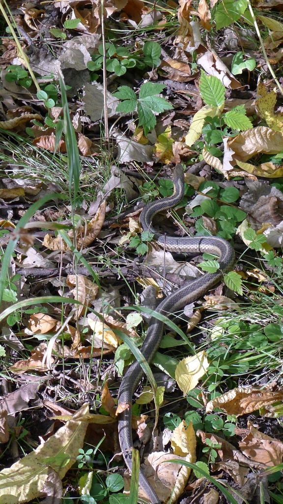 Eastern Garter Snake from Saginaw, MI, US on October 12, 2014 at 05:48 ...