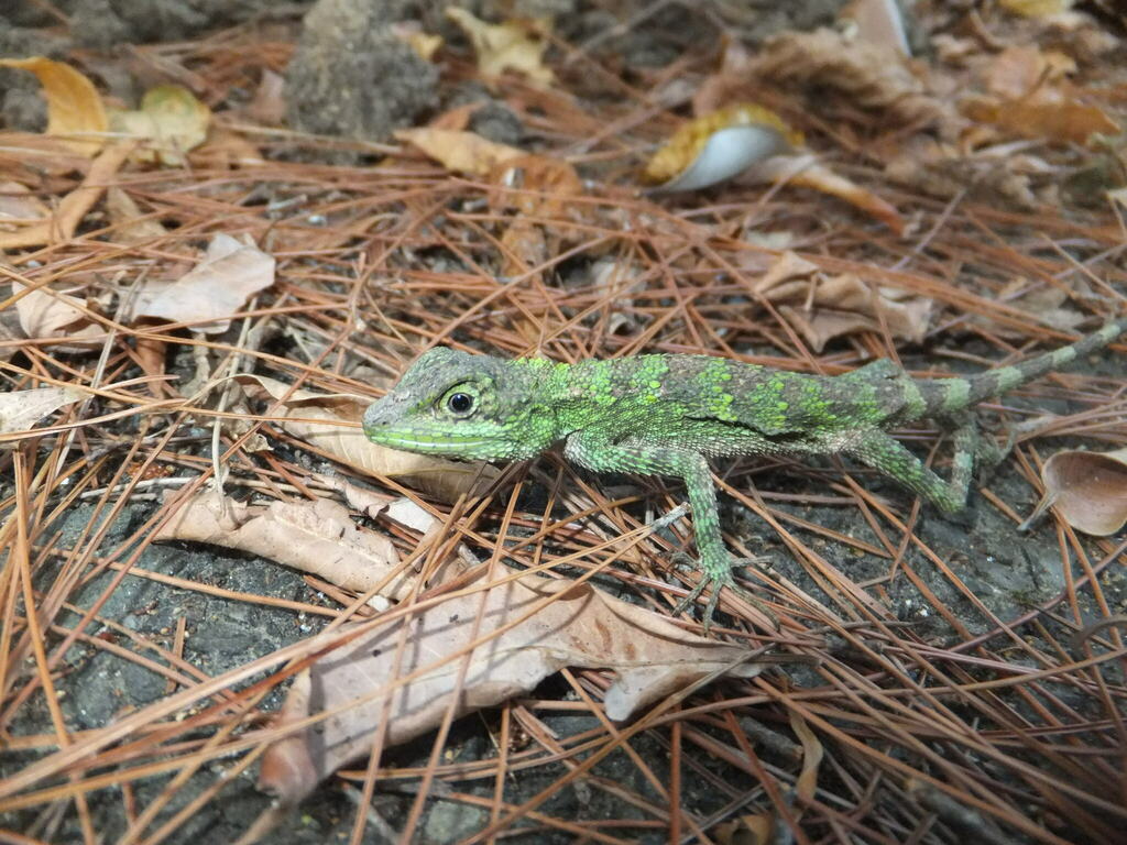 Diploderma polygonatum polygonatum in August 2013 by hakkahamushi ...
