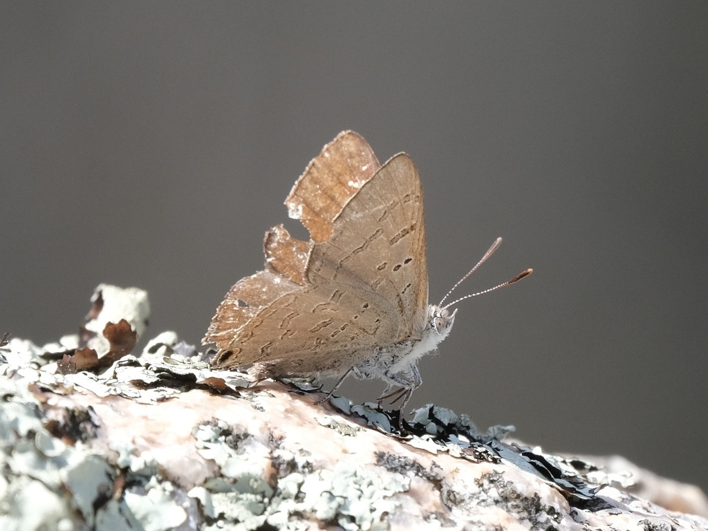 Bronze Ant-blue in December 2023 by gggpellas · iNaturalist