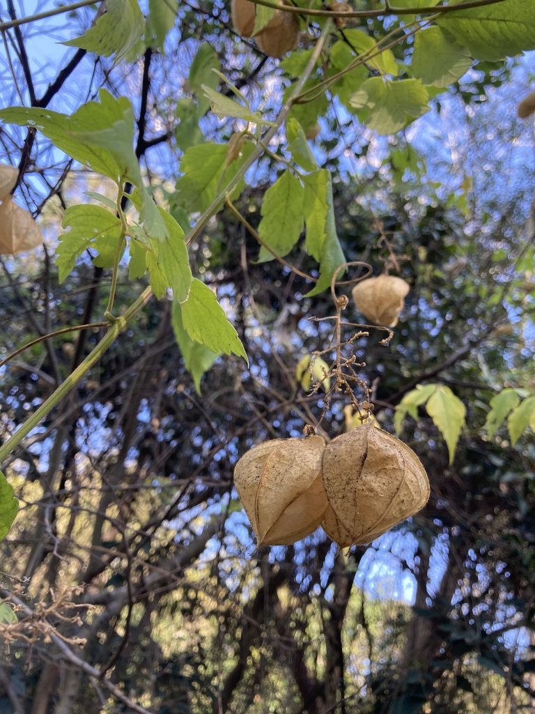 Balloon Vines and Heartseed from Muirlea, QLD, AU on August 13, 2023 at ...