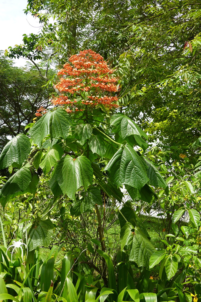 Pagoda Flower from Bukit Gombak Park, Sg on December 29, 2023 at 12:43 ...