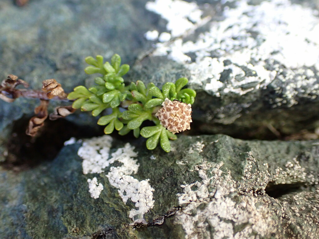 miniature brass-buttons from Fiordland, Southland, Southland, New ...