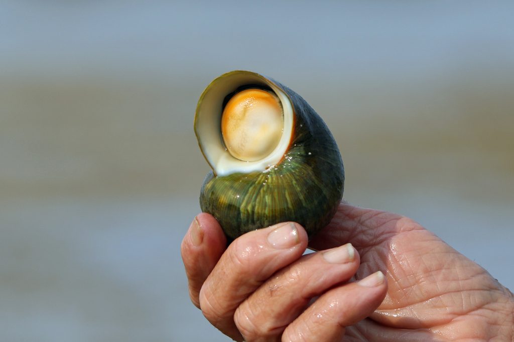 Onion Turban Shell from Lord Howe Island, New South Wales, Australia on ...