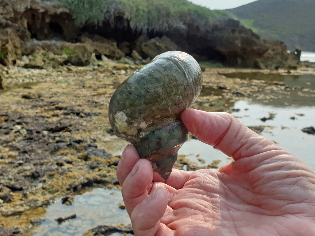 Onion Turban Shell from Lord Howe Island, New South Wales, Australia on ...