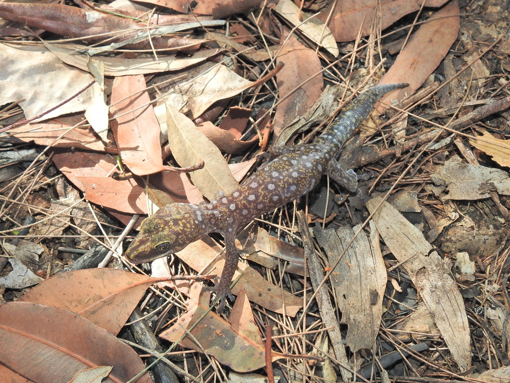 Southern Spotted Velvet Gecko from Talegalla Weir QLD 4650, Australia ...
