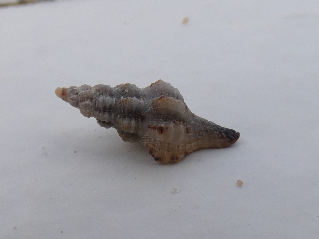 Tulip and Spindle Shells from Aqaba Qasabah District, Jordan on ...