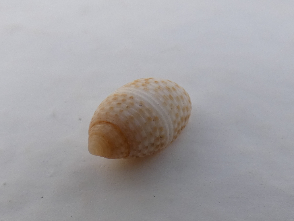 Pupa solidula from Aqaba Qasabah District, Jordan on December 24, 2023 at 11:47 AM by Dragonfyre ...