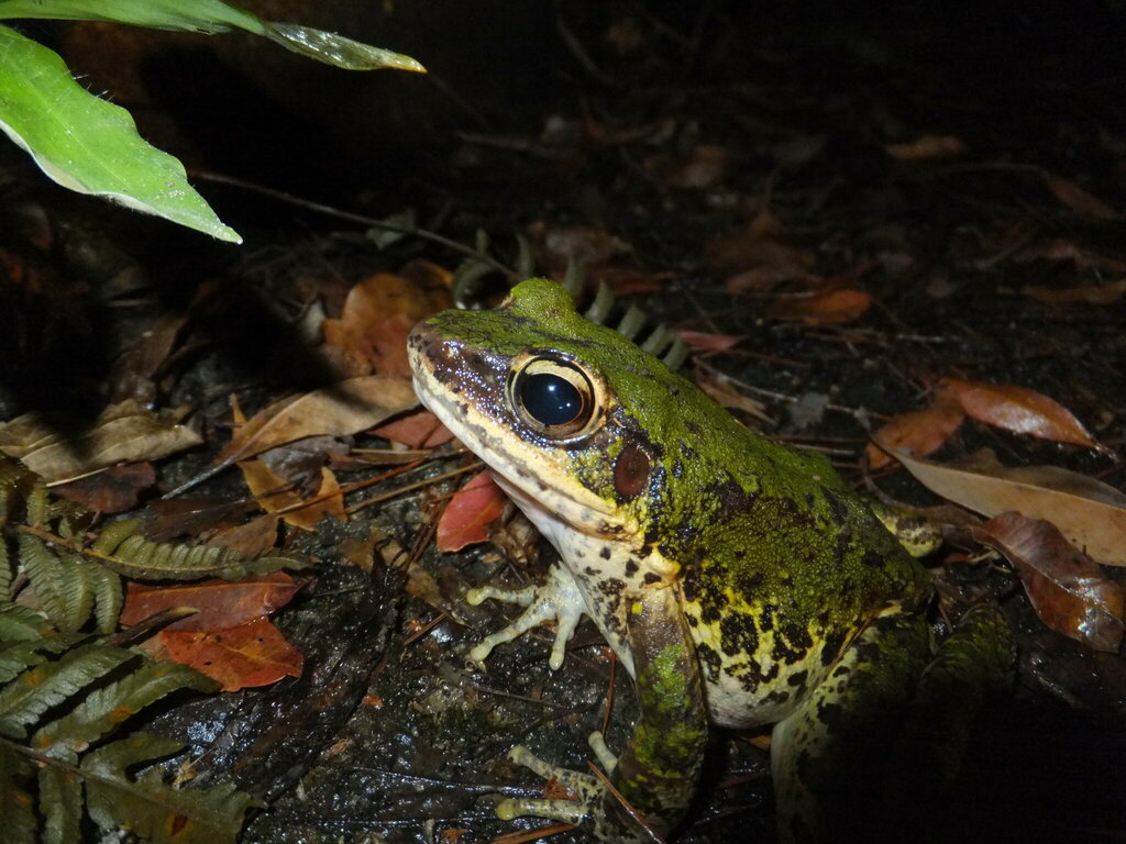 Amami Tip-nosed Frog in August 2013 by hakkahamushi · iNaturalist