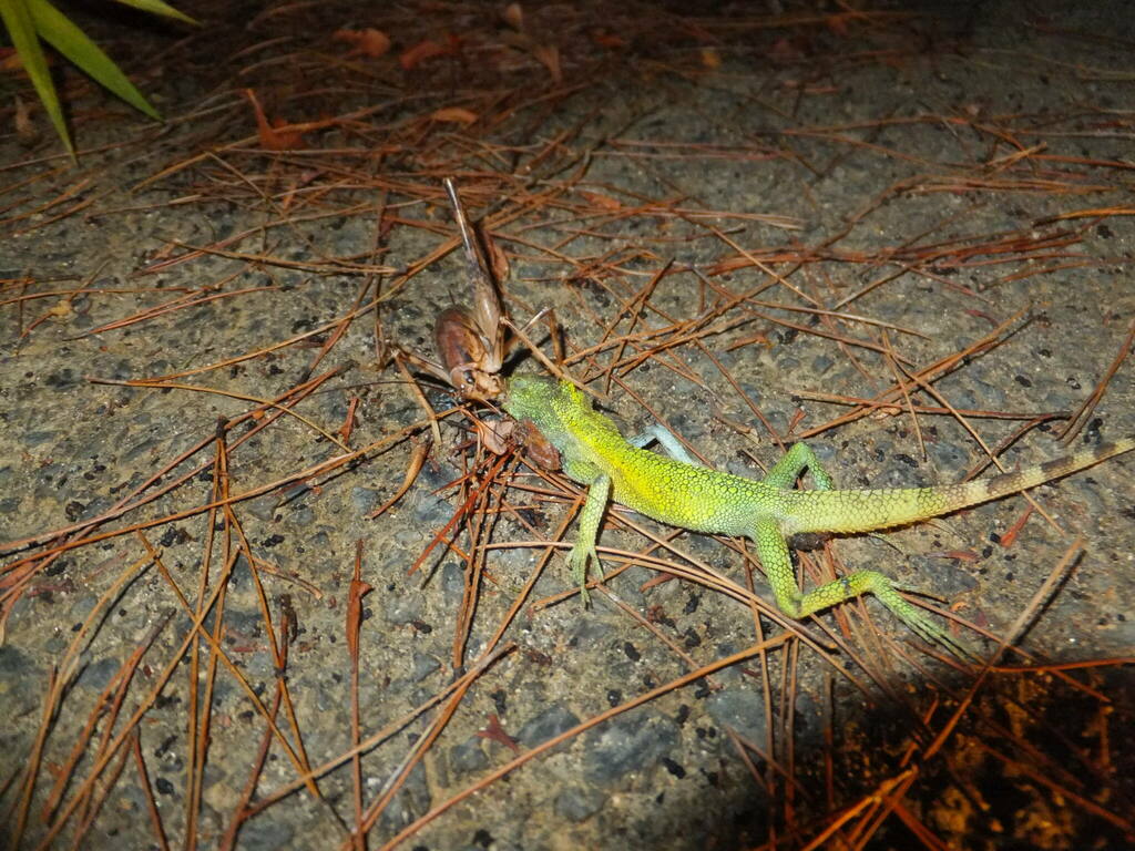 Diploderma polygonatum polygonatum in August 2013 by hakkahamushi ...