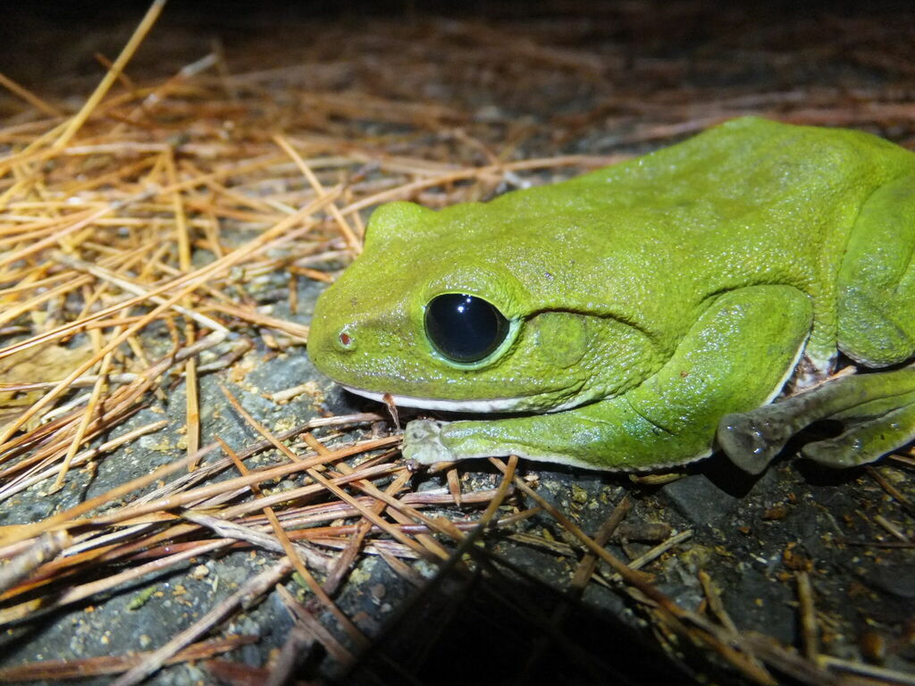 Amami Green Tree Frog in August 2013 by hakkahamushi · iNaturalist