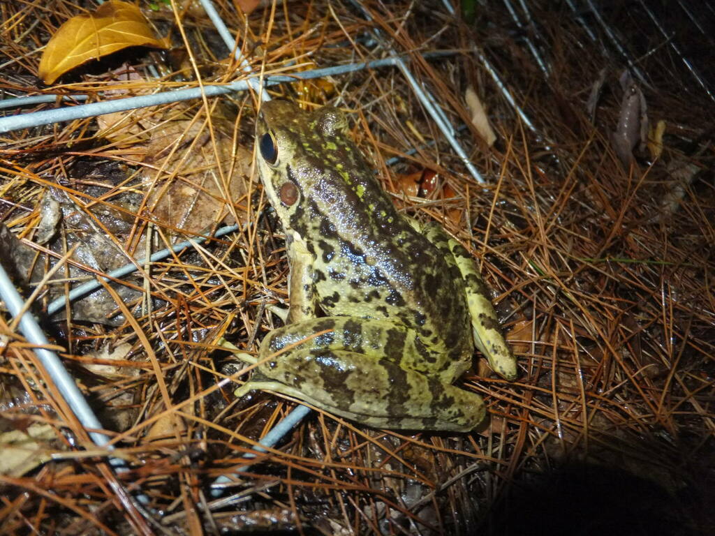 Amami Tip-nosed Frog in August 2013 by hakkahamushi · iNaturalist