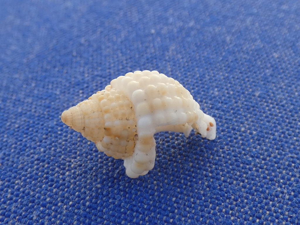 Nassarius labordei from Aqaba Qasabah District, Jordan on December 25 ...