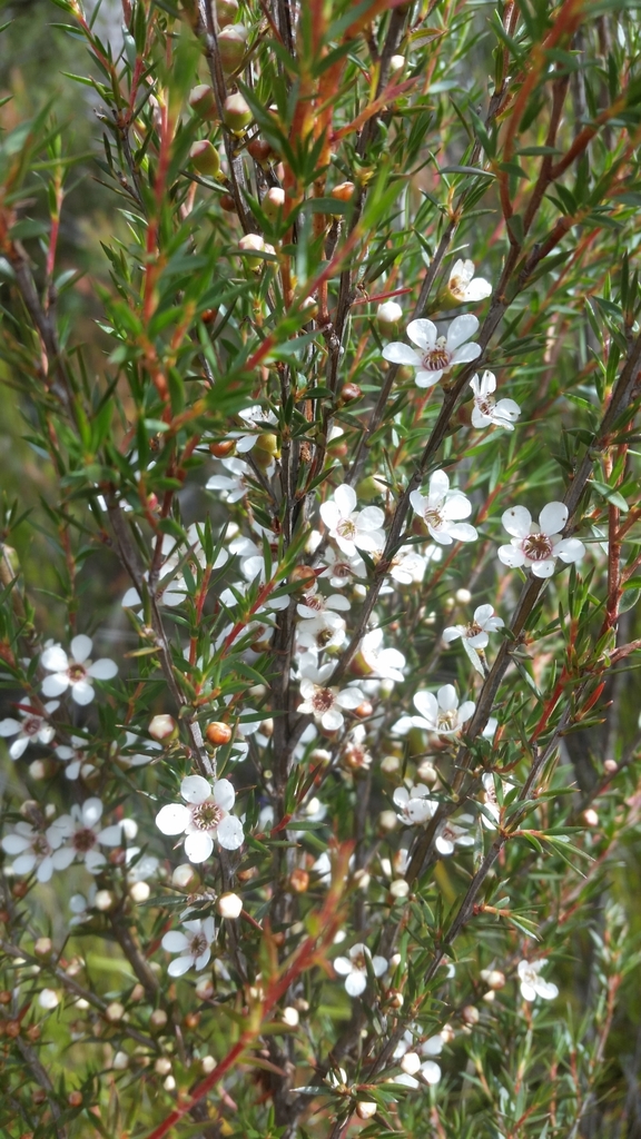 prickly tea-tree from Newnes Plateau NSW 2790, Australia on March 8 ...