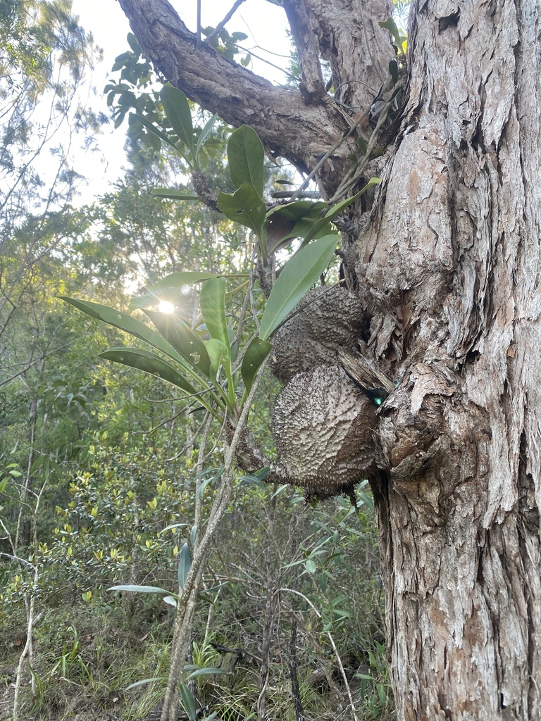 Myrmecodia from Kutini-Payamu (Iron Range) National Park (CYPAL), Iron ...