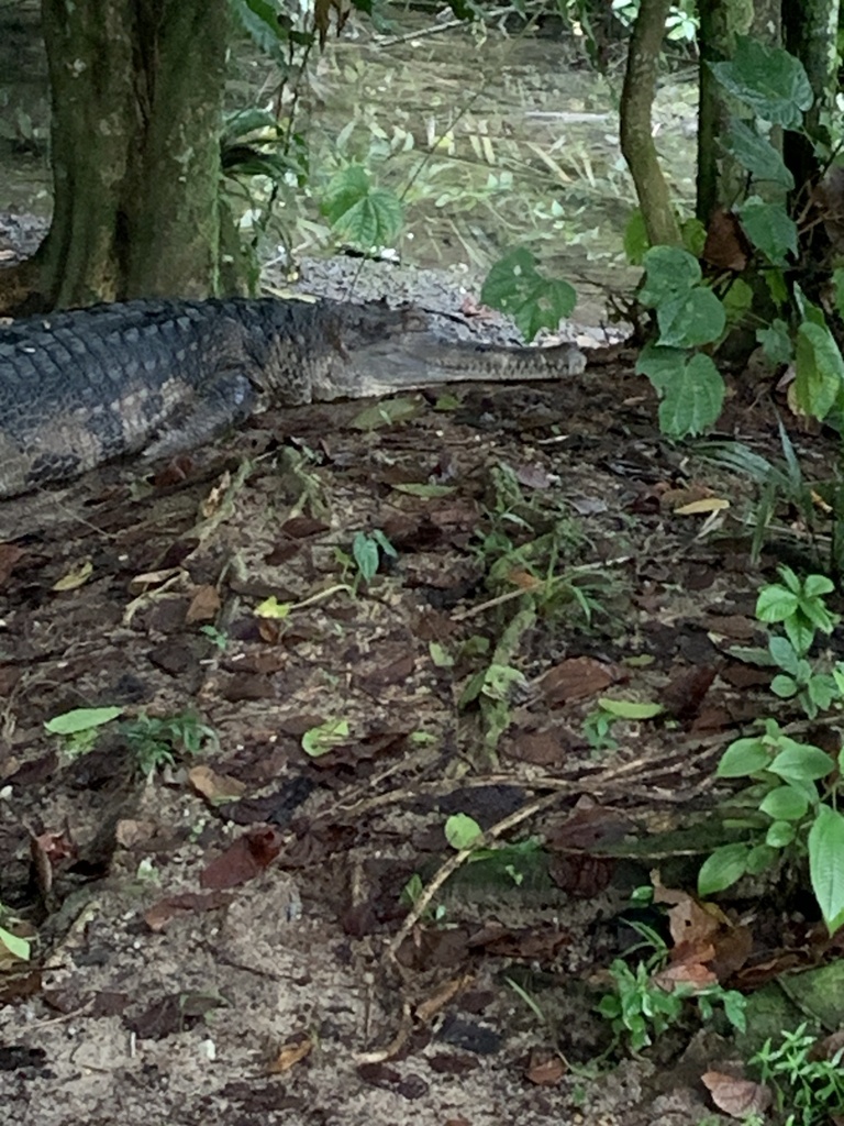 False Gharial in December 2023 by Andrew Mylwaganam · iNaturalist