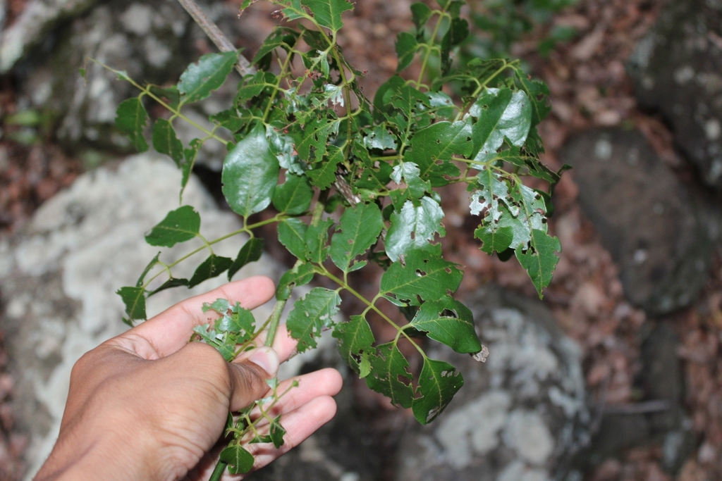 Blood Vine from Qunaba QLD 4670, Australia on December 29, 2023 at 07: ...