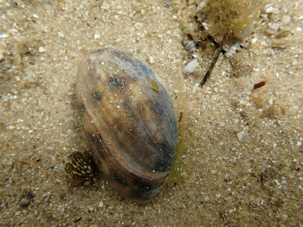 Brown bubble shell from Drysdale - Clifton Springs VIC 3222, Australia ...