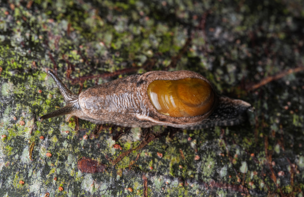 Yellow-shelled semi-slug from 中国云南省西双版纳傣族自治州勐腊县 on October 15, 2023 at ...