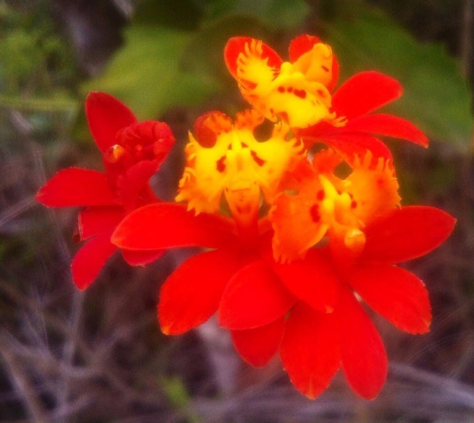 Epidendrum fulgens (Florianopolis - Plants - Monocots) · iNaturalist