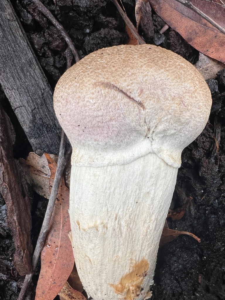 Boletellus from Morton National Park, Tianjara, NSW, AU on December 29 ...