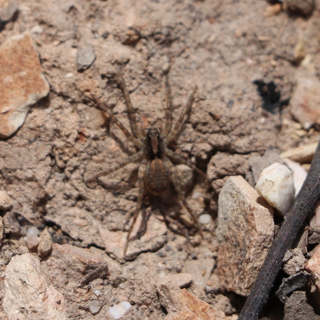 Wolf Spiders from Long Forest VIC 3340, Australia on December 29, 2023 ...