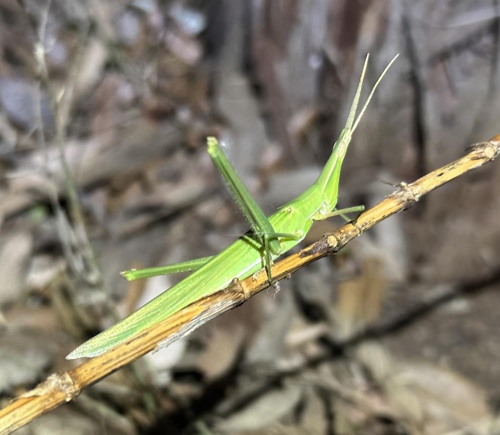 Giant Green Slantface from Major Mitchell Reserve, Blaxland, NSW, AU on ...
