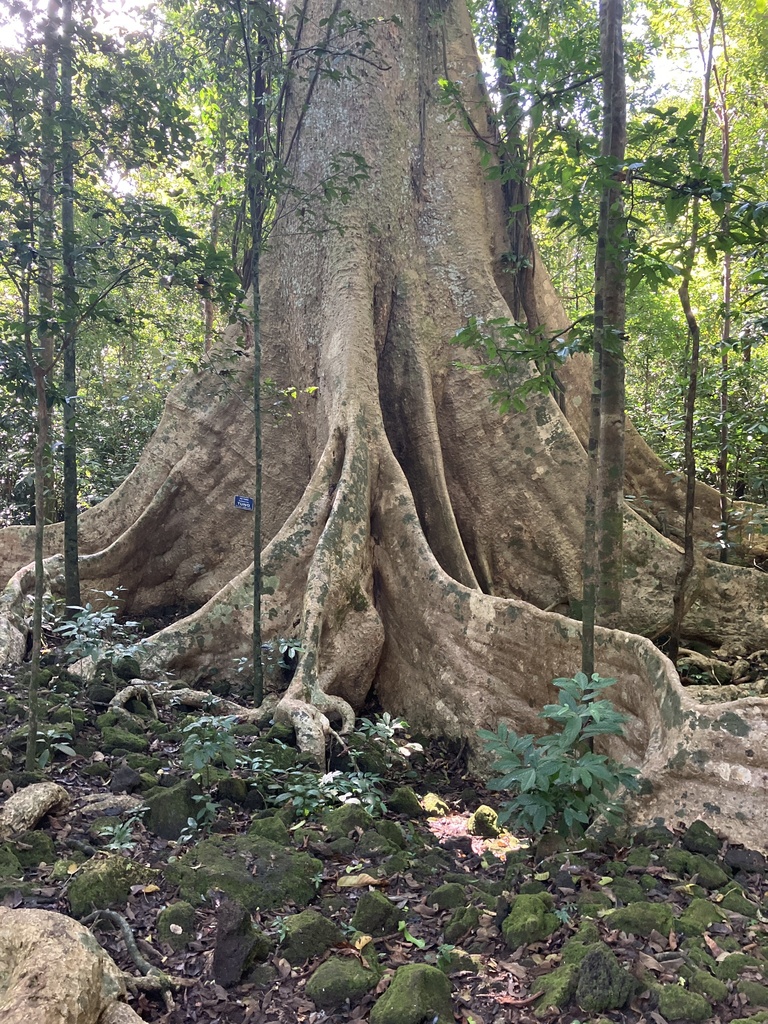 Tetrameles nudiflora from Tân Phú, Cat Tien, VN-DN, VN on December 29 ...