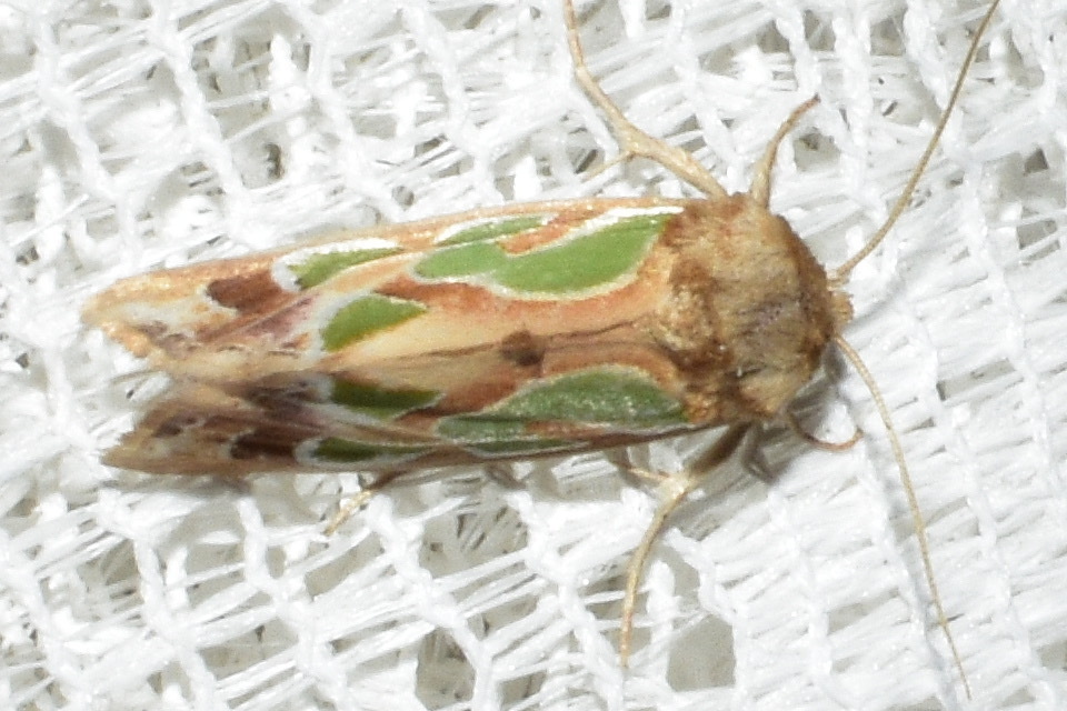 Green-blotched Moth from Alstonville NSW 2477, Australia on December 20 ...