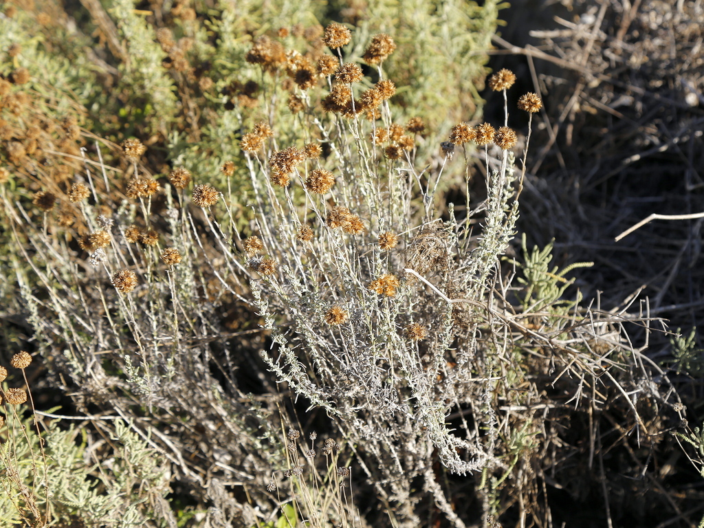 curry plant from Buggerru, Sud Sardegna, Italia on October 14, 2023 at ...