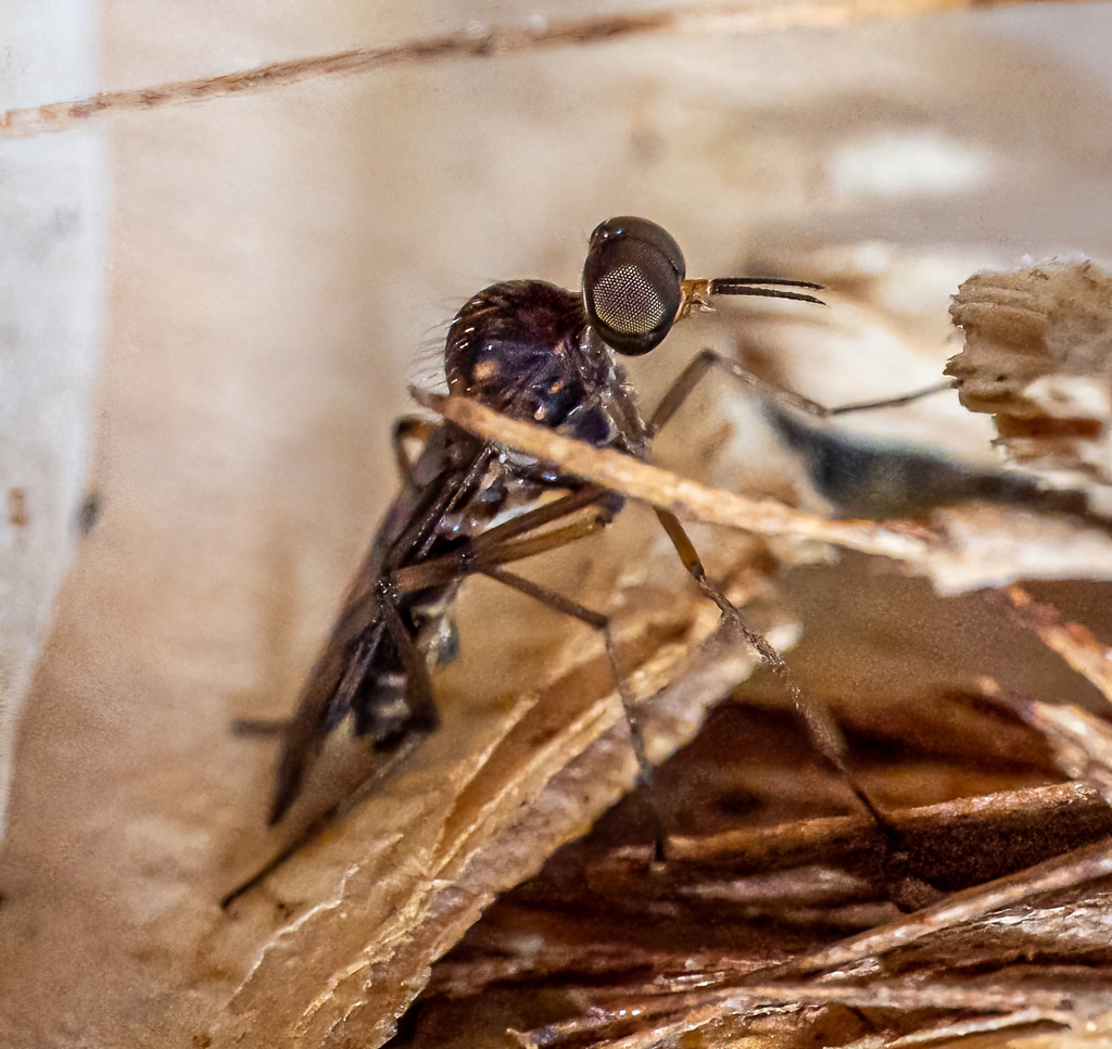 Flies from Blackburn VIC 3130, Australia on December 29, 2023 at 02:06 ...