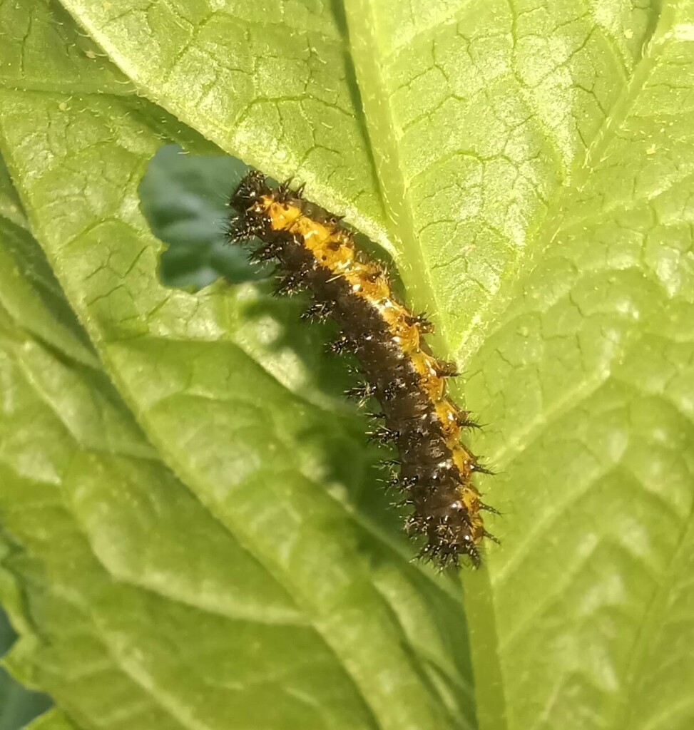 Silvery Checkerspot from York County, PA, USA on April 29, 2023 at 05: ...