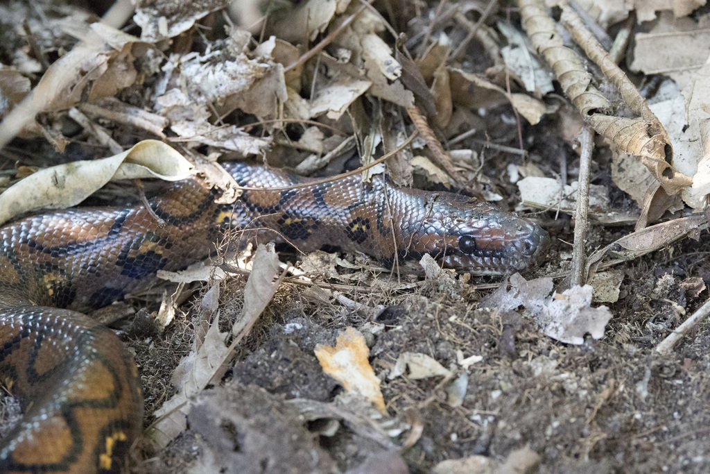 Western Rainbow Boa from Paucartambo Province, Peru on August 24, 2023 ...