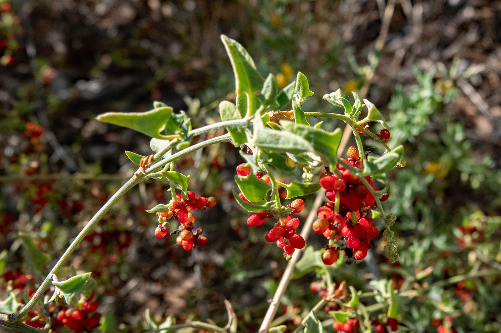Climbing saltbush from Bulloo Downs QLD 4492, Australia on August 6 ...