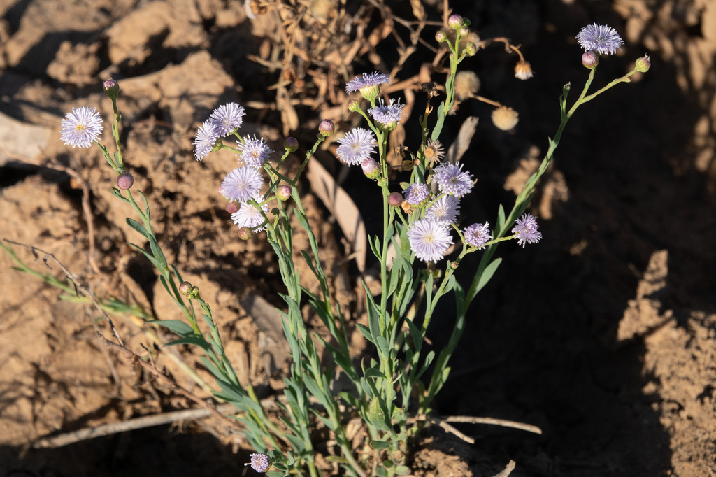 Minuria integerrima from Bulloo Downs QLD 4492, Australia on August 6 ...