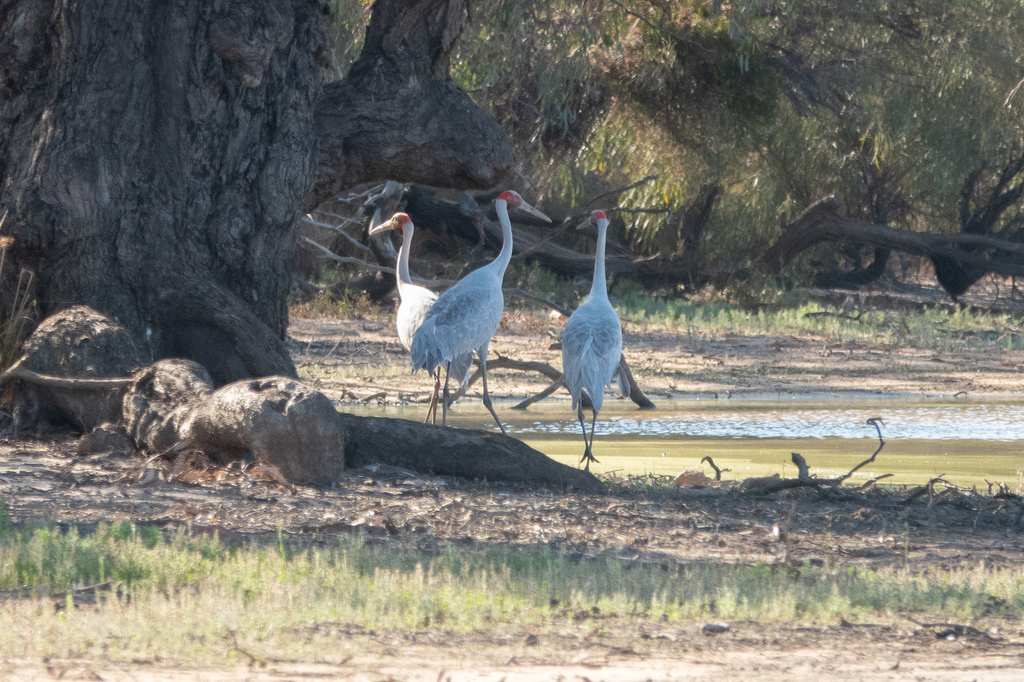 Brolga from Bulloo Downs QLD 4492, Australia on August 7, 2023 at 09:37 ...