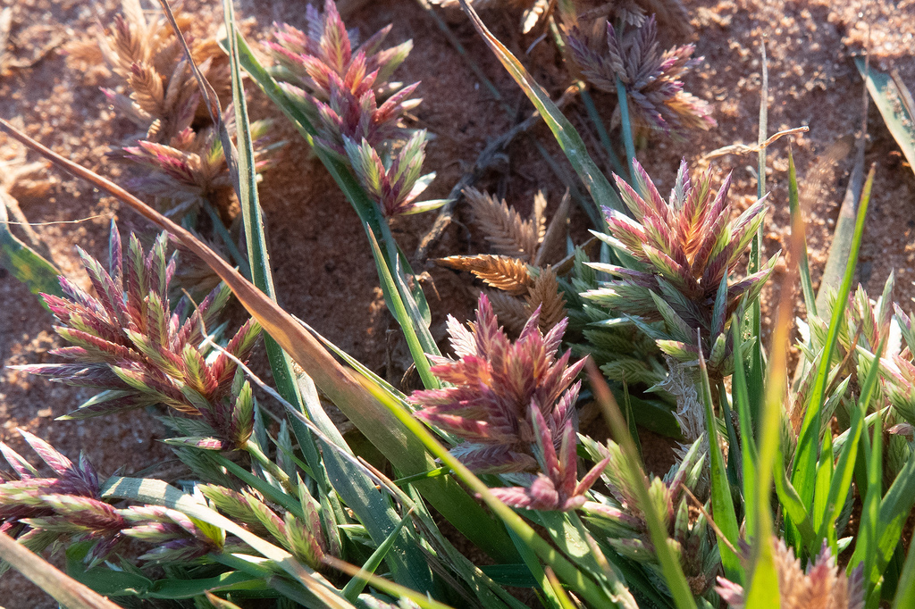 flatsedges from Bulloo Downs QLD 4492, Australia on August 6, 2023 at ...