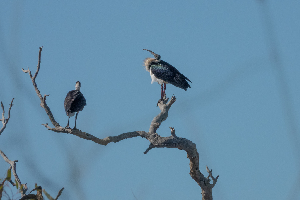 Straw-necked Ibis from Bulloo Downs QLD 4492, Australia on August 7 ...