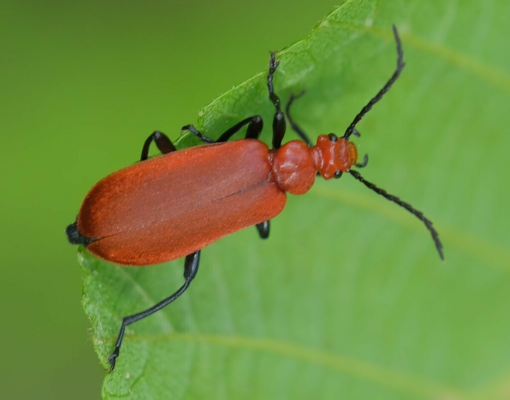 Common Cardinal Beetle from Lüdersfeld, Deutschland on May 19, 2023 at ...