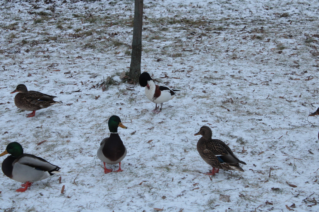 Common Shelduck from Юго-Восточный административный округ, Москва ...