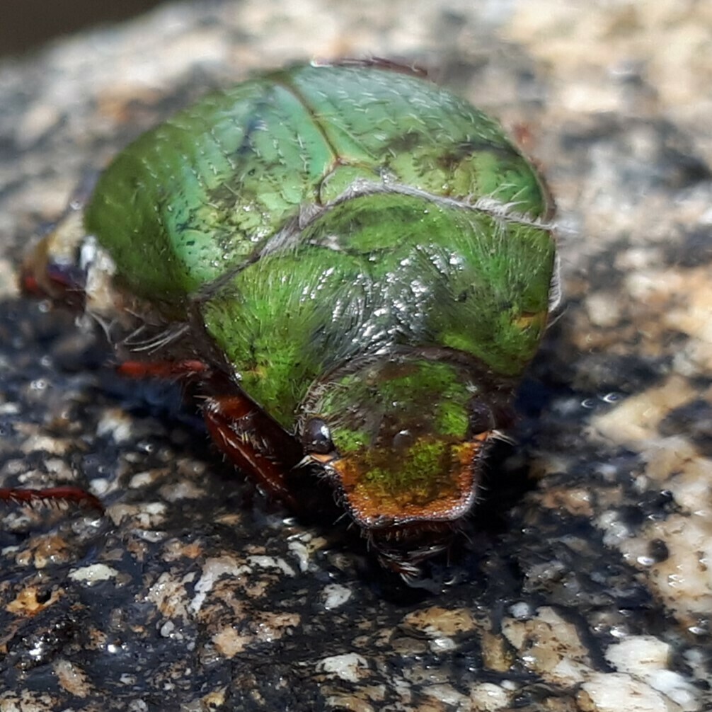 Scarabs from Baw Baw VIC 3833, Australia on November 1, 2023 at 10:54 ...