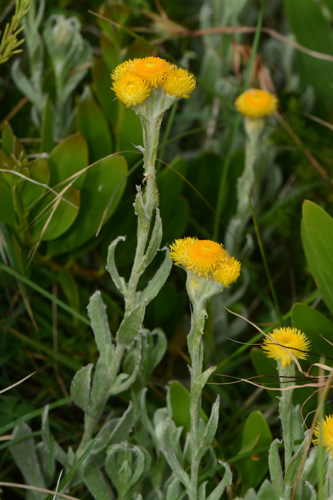 Common Everlasting from Kilcunda VIC 3995, Australia on December 28 ...