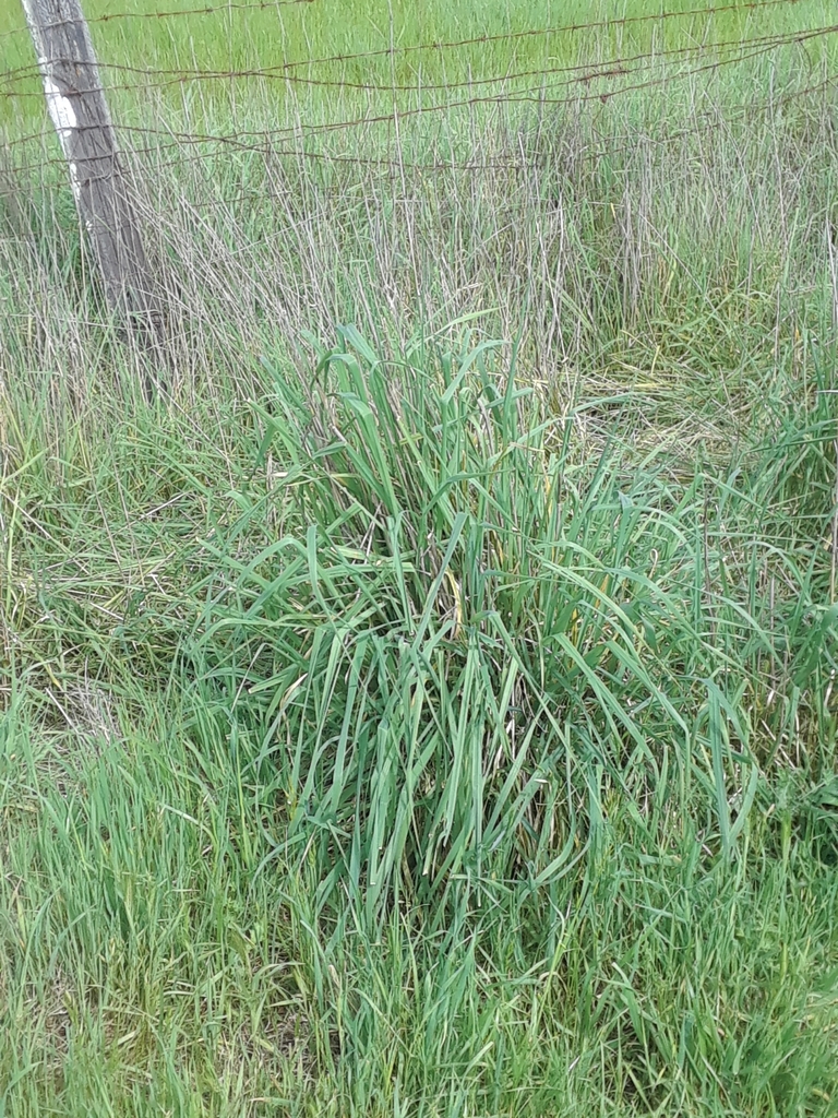 Harding grass (Spring weeds at Arastradero) · iNaturalist