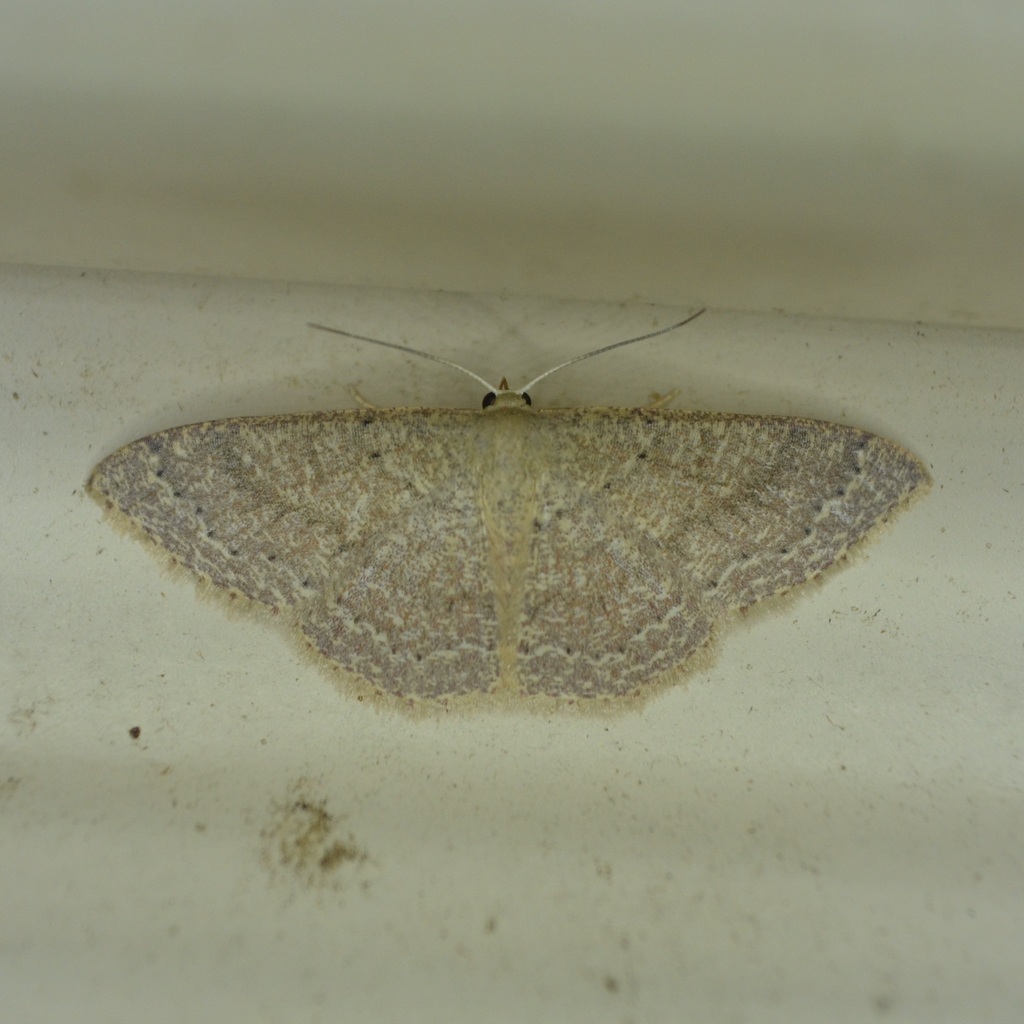 Common Tan Wave from Glenn Dale, MD, USA on July 30, 2019 at 10:18 PM ...