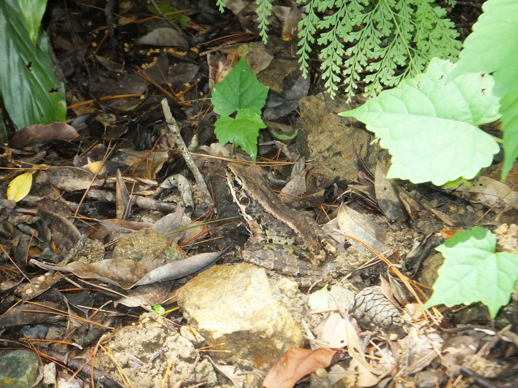 Amami Tip-nosed Frog in August 2013 by hakkahamushi · iNaturalist
