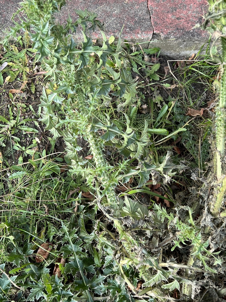 Broad-winged Thistle from třída Tomáše Garrigua Masaryka, Mladá ...