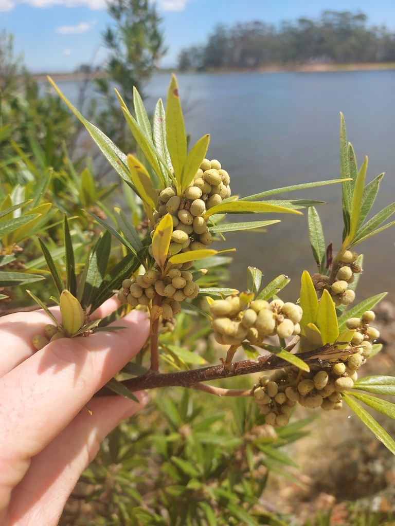 Willow Karee from Drakenstein Municipality, South Africa on December 29 ...