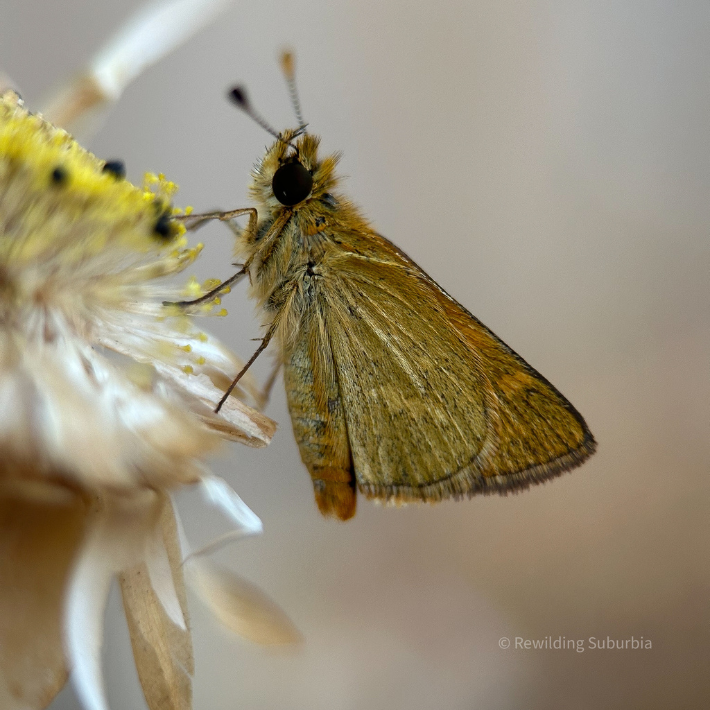 Western Grass-Dart from Milton Pl, Lake Coogee, WA, AU on December 28 ...