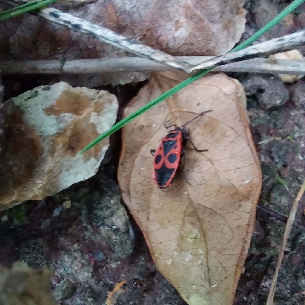 European Firebug in December 2023 by jeanne-rose-und-papa · iNaturalist
