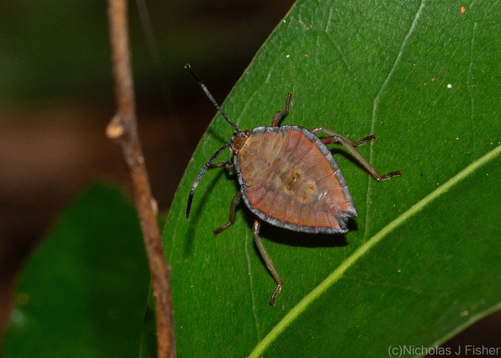 Lychee Stink Bug from Tamborine Mountain QLD 4272, Australia on ...